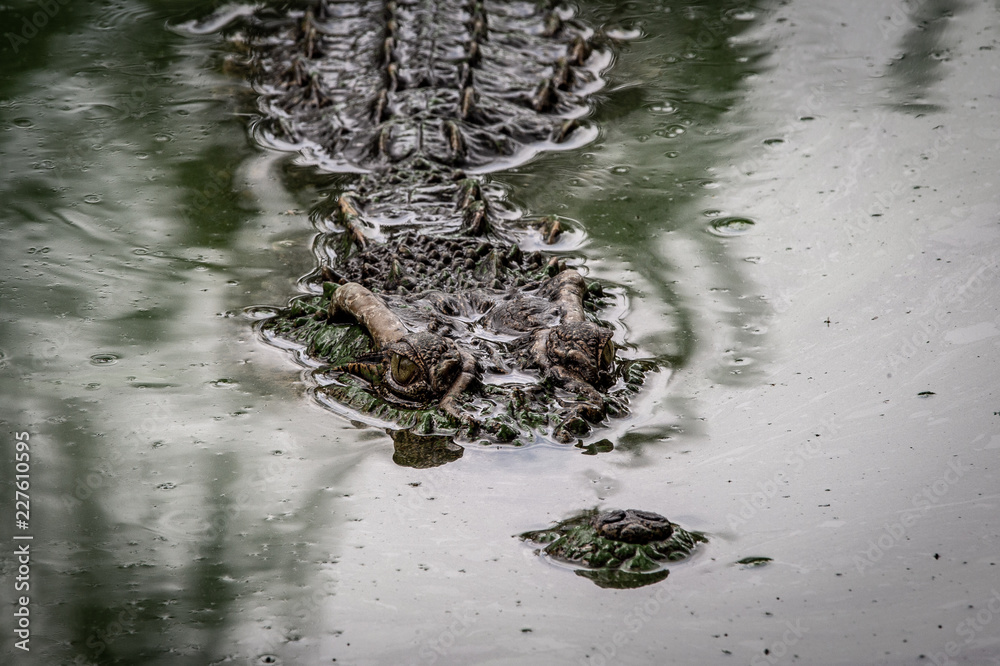 Portrait of freshwater Crocodile in a farm in Thailand, Phuket ...