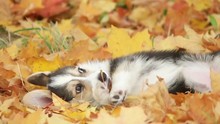 Fall Leaf, Dog Paw Free Stock Photo - Public Domain Pictures