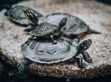 Tortoise Pyramid Free Stock Photo - Public Domain Pictures