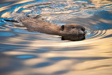 No Rat, No Beaver Free Stock Photo - Public Domain Pictures