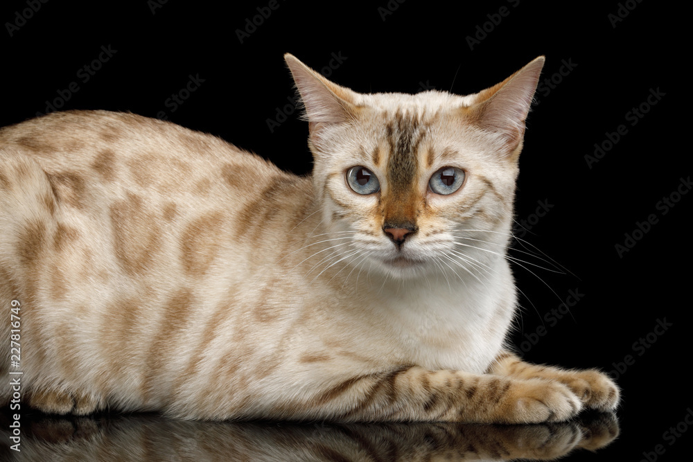 Stock-Foto „Rare Snow White Bengal Cat with Blue eyes Lying and Looking ...