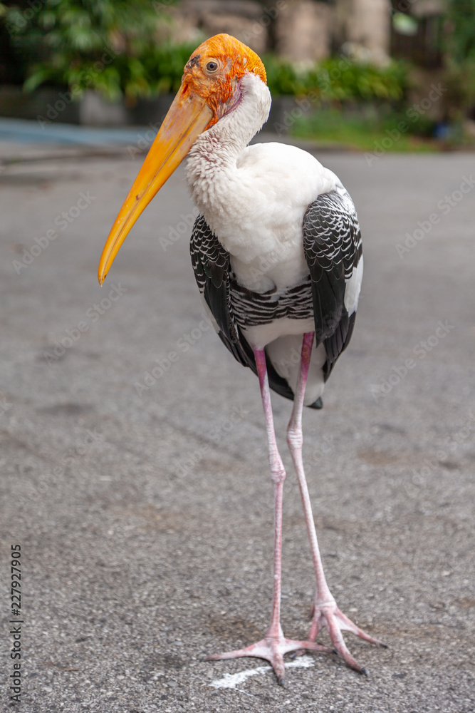 Painted stork Elegant pose on the road.Painted stork is a large wader ...