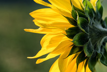 Sunflower Backside Free Stock Photo - Public Domain Pictures