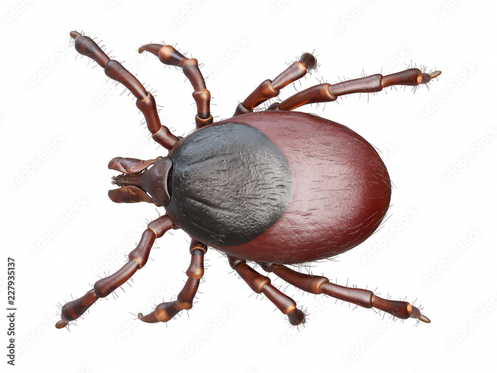 3d rendered illustration of a tick on white background Stock ...