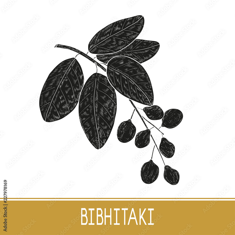 Bibhitaki. Terminalia bellirica. Plant. Leaf, branch, fruit, berry ...