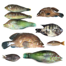 Picasso Sea Creatures Image Free Stock Photo - Public Domain Pictures