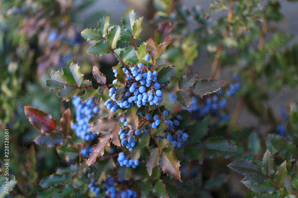 Photo Stock Blue berries and green leaves, bush of Mahonia aquifolium ...