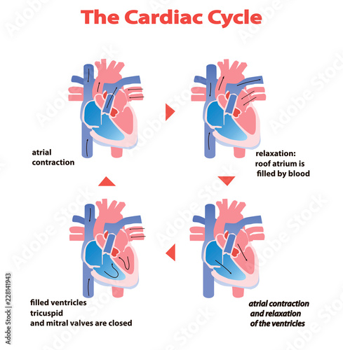 Heart cardiac cycle of heart on white background isolated. heart circle ...