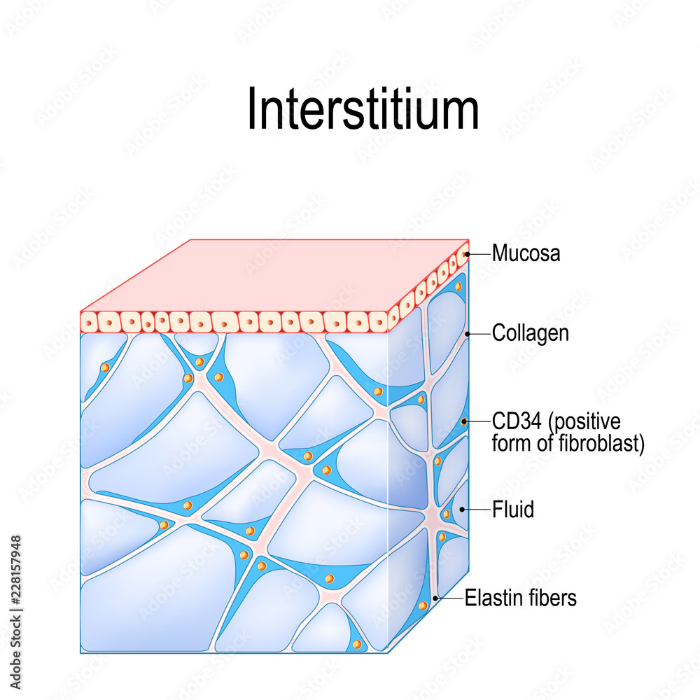 Structure of Interstitium. Human Tissues Stock Vector | Adobe Stock