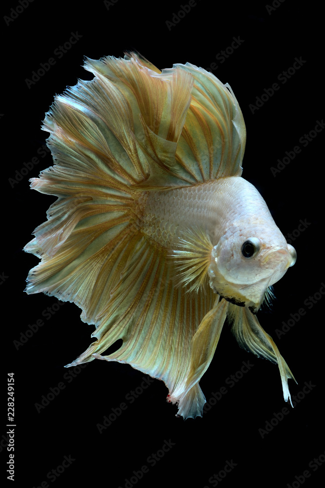 Photo Stock Gold Betta Siamese fighting fish. Fins and tail like long ...