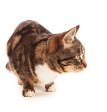 Thin Cat Crouching Free Stock Photo - Public Domain Pictures