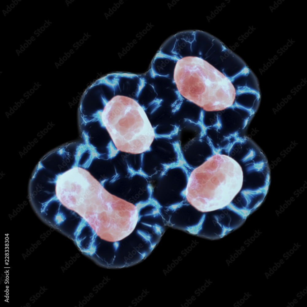 Meiosis In Telophase And Cytokinesis Stage, Division Of The Cytoplasm ...