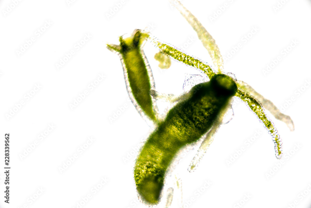 Hydra is a genus of small, fresh-water animals of the phylum Cnidaria ...