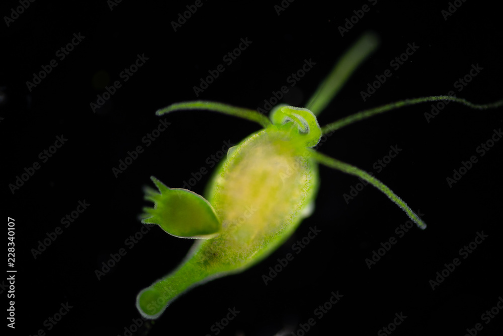 Hydra is a genus of small, fresh-water animals of the phylum Cnidaria ...