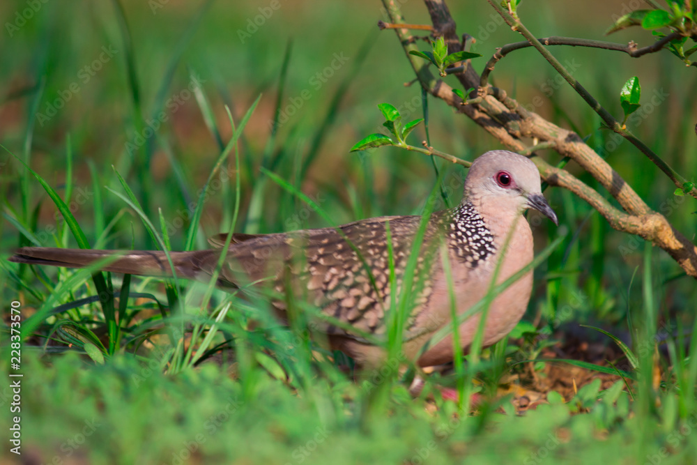 Stock-Foto „Pigeons and doves constitute the bird family Columbidae and ...