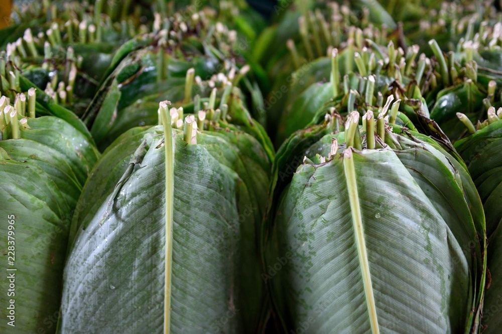 Rows of freshly harvested Bijao leaves from the plant Calathea lutea ...