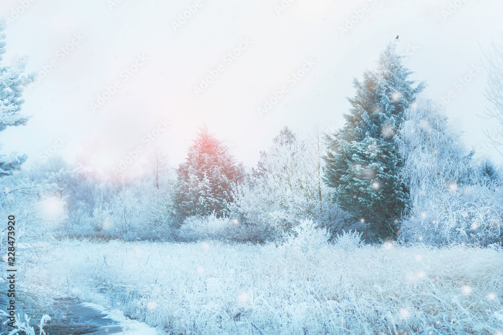 Beautiful winter landscape with snow covered trees , grass field, fir ...