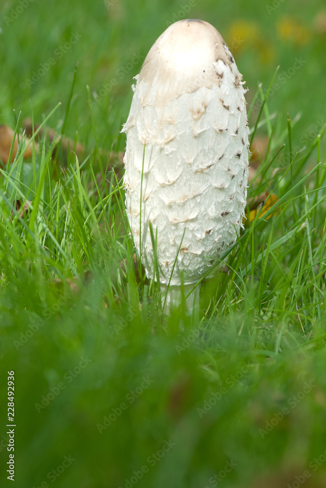 inky-cap mushroom Stock Photo | Adobe Stock
