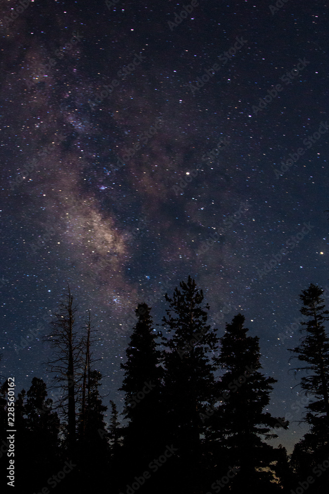 Silhouetted Treeline Under Night Sky Stock Photo | Adobe Stock