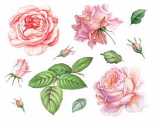 Roses Vintage Illustration Free Stock Photo - Public Domain Pictures