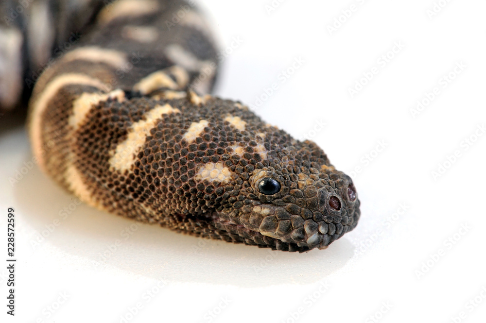 Zwerg-Warzenschlange (Acrochordus granulatus) - little wart snake Stock ...