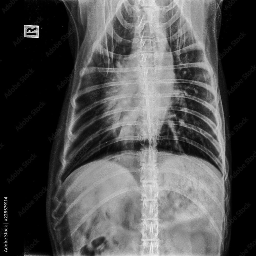 X-ray of dog anterior view closed up in thorax standard and chest with ...