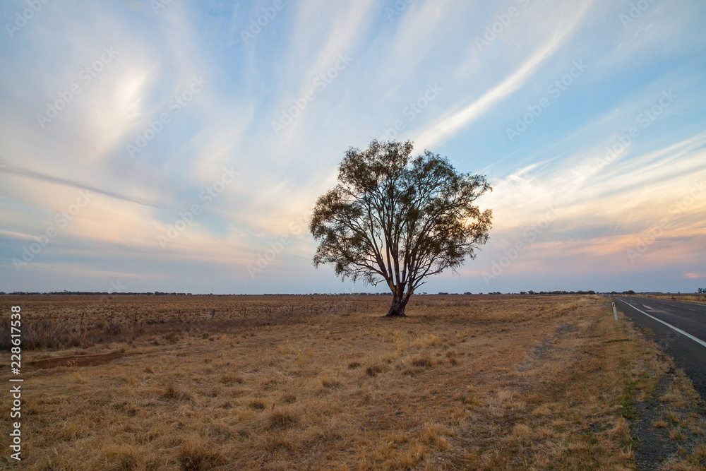 Outback Australia and its dry interia landscape full of relics bone ...