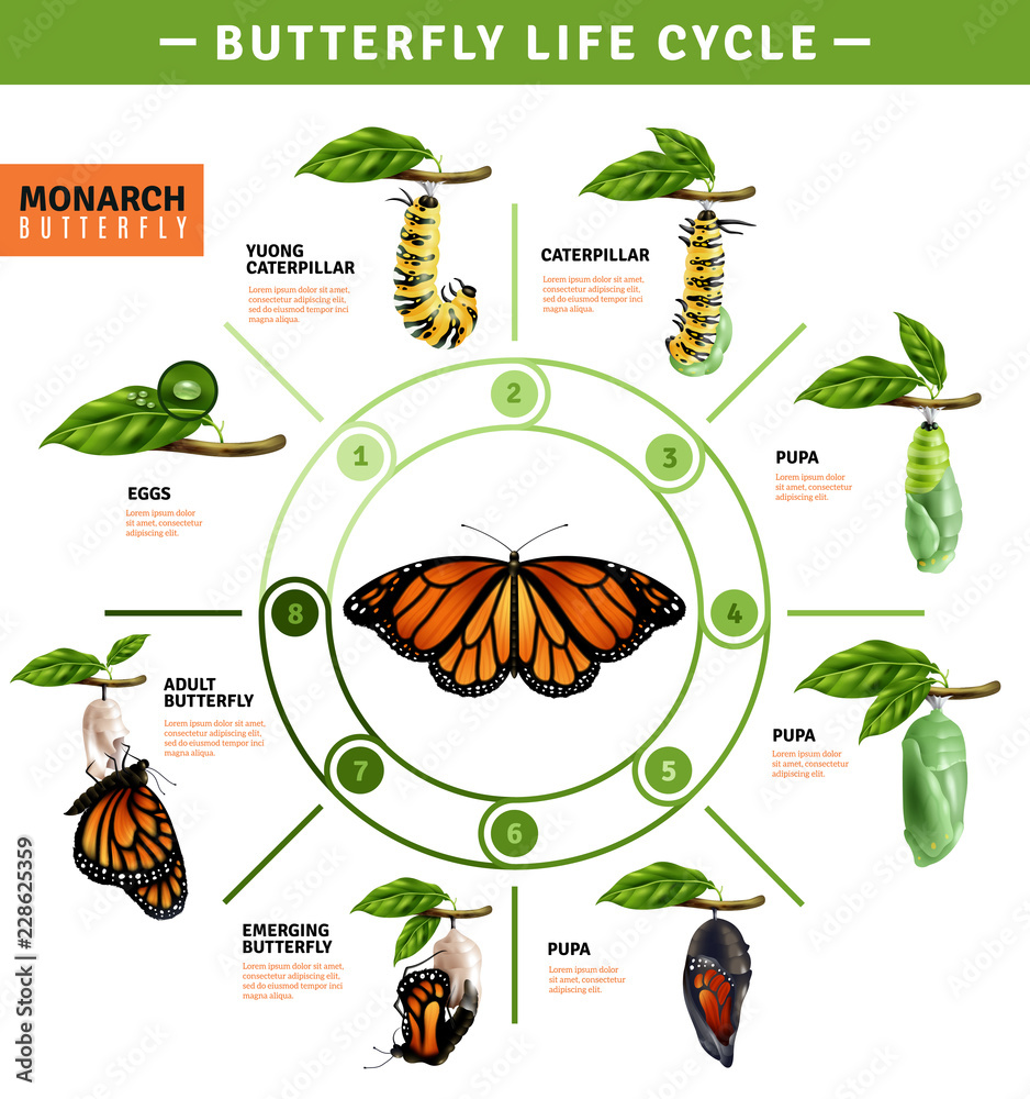 Butterfly Life Cycle Infographics Stock Vector | Adobe Stock