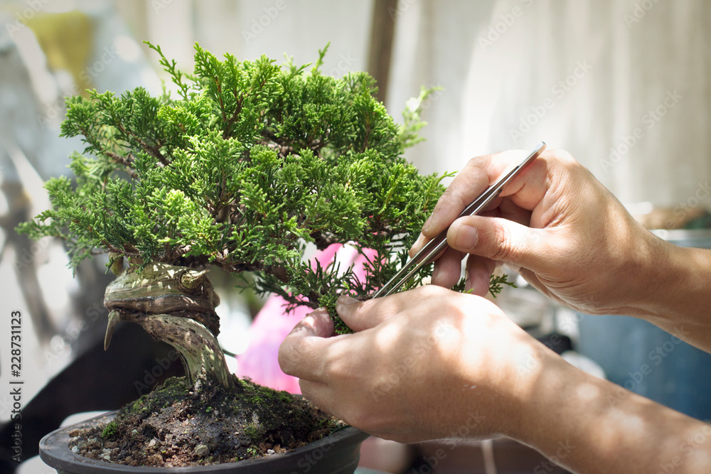 Making of bonsai trees. Handmade accessories wire and scissor bonsai ...