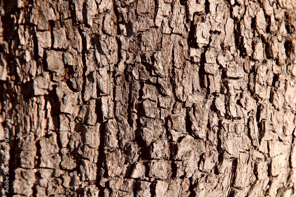Image of tree bark. Brown color, close-up, isolated, cropped shot ...