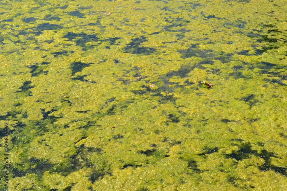 Closeup photograph of an algal bloom in a body of freshwater suffering ...