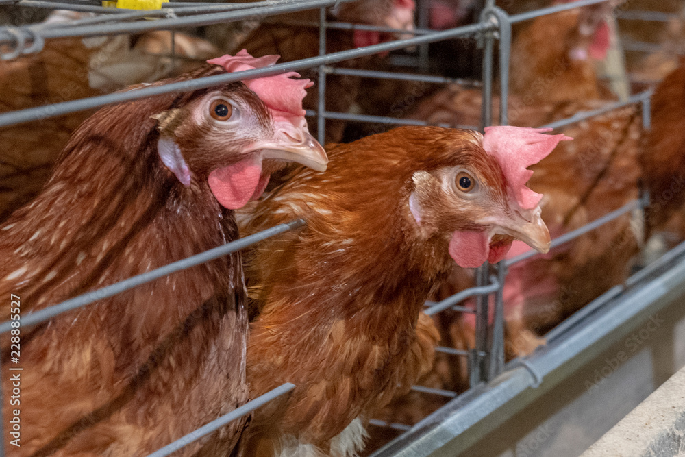 (noise and blur some chicken) Layer Chickens with Multilevel production ...