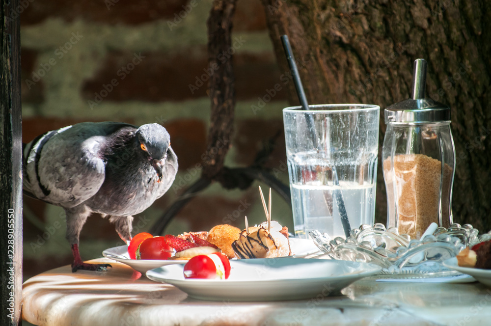 Cheeky pigeon eating food from restaurant table left over from the last ...