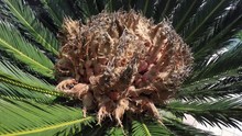 Female Cycad With Seeds Free Stock Photo - Public Domain Pictures
