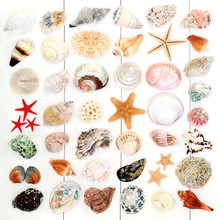 Seashell Collection On Wood Free Stock Photo - Public Domain Pictures