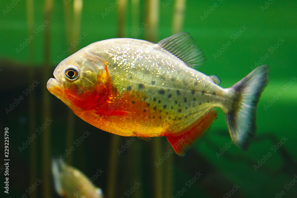 Red-bellied piranha (Pygocentrus nattereri), also known as the Red ...