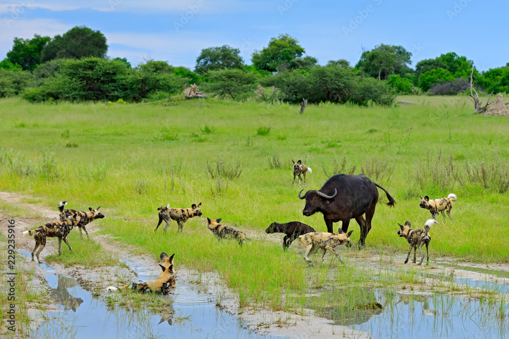 Wild Dog Hunting in Botswana, buffalo cow and calf with predator ...