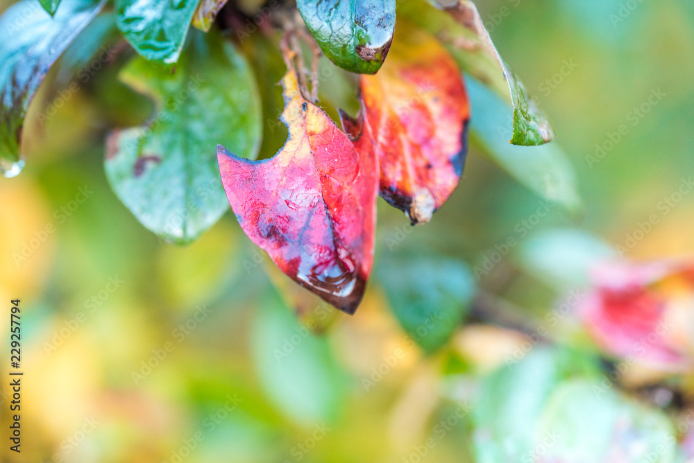Rain drops on berries of black mountain ash in late autumn Stock Photo ...