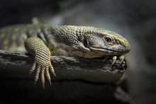 Lizard Throat Sac Free Stock Photo - Public Domain Pictures