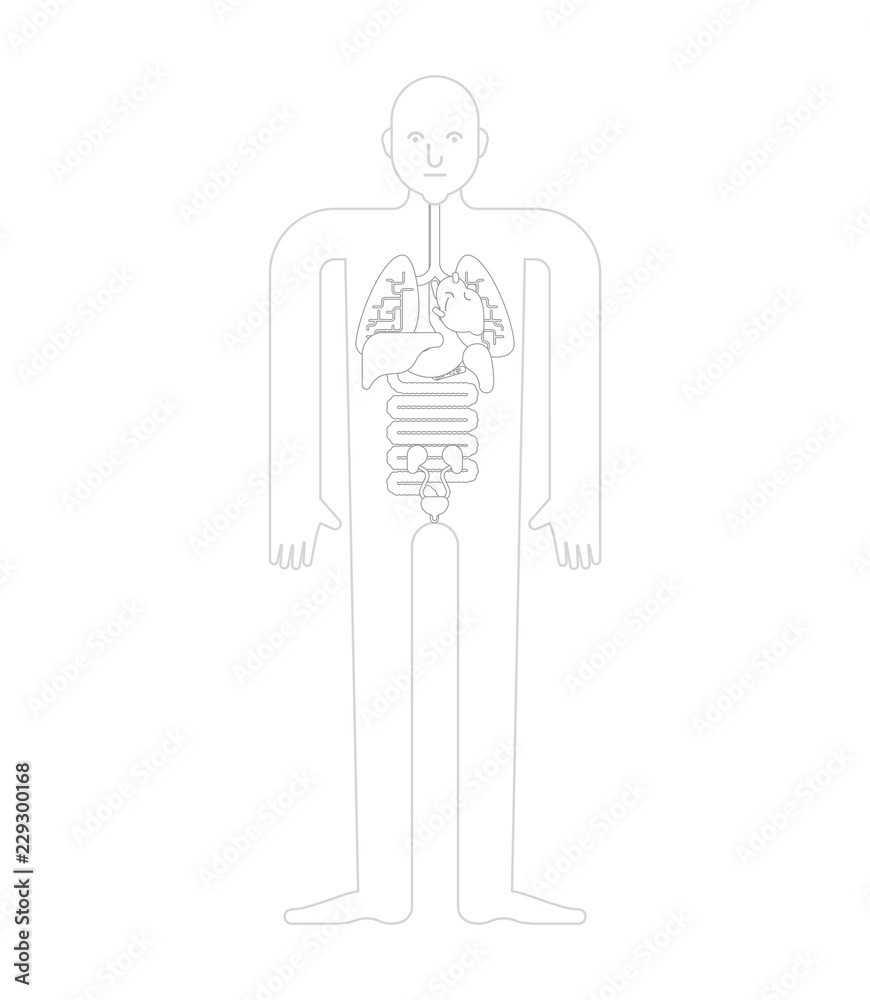 Human anatomy organs Template. Systems of man body and organs. medical ...