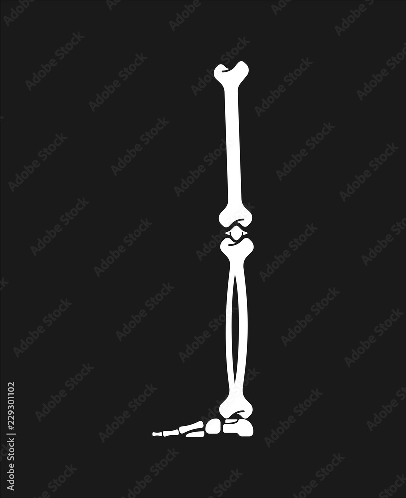 Leg bone. Skeleton anatomy human. Skeletal system cross section. vector ...