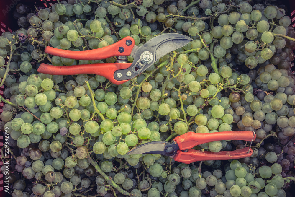 Professional scissors to perform grape harvest jobs. Freshly picked ...