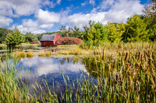 Cattails On A Farm Free Stock Photo - Public Domain Pictures