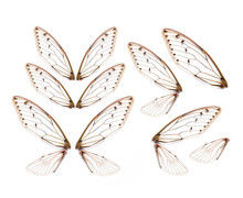 Insect Wing Structure Free Stock Photo - Public Domain Pictures