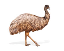 Emu Bird Free Stock Photo - Public Domain Pictures