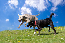 Dogs Against Blue Sky Free Stock Photo - Public Domain Pictures