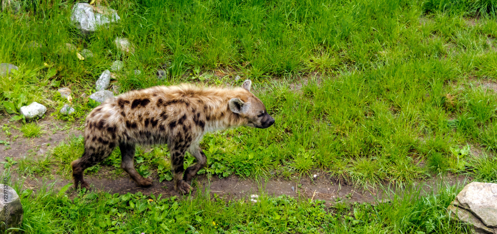 Photo Stock Spotted hyena (Crocuta crocuta), also known as the laughing ...