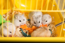 Hamster Chewing Free Stock Photo - Public Domain Pictures
