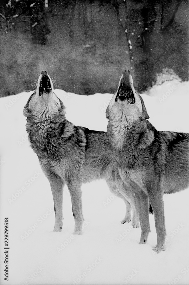 Two Wolves Black And White