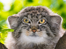 Pallas Cat Portrait Szabad kép - Public Domain Pictures